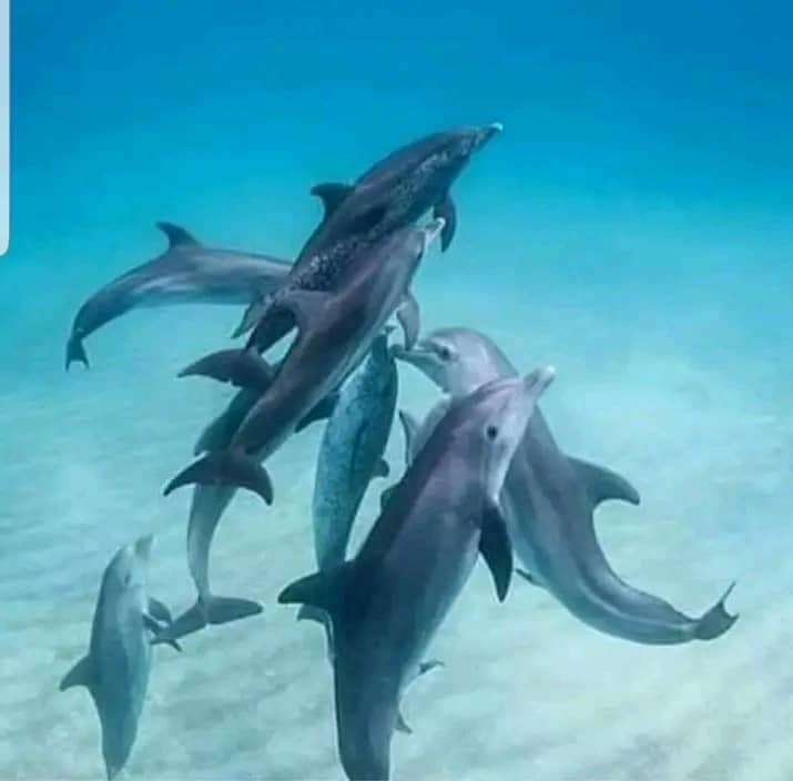 Snorkeling with Dolphins in Zanzibar - an awesome experience